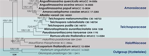 Raxml Tree Based On A Combined Dataset Of A Partial Ssu Lsu Its Tef