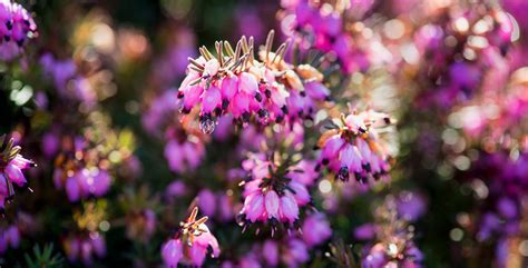 Heather Flower Plant Summer Heather Calluna Vulgaris Jana 9cm