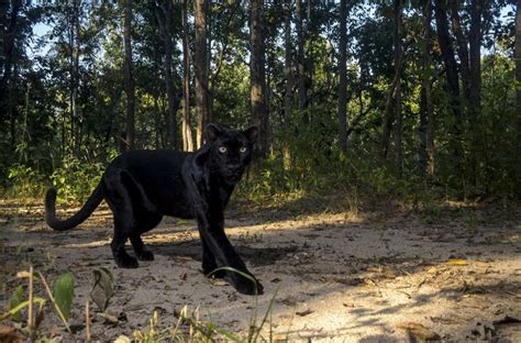 16 Fascinating Facts That Reveal The Truth About Black Panthers