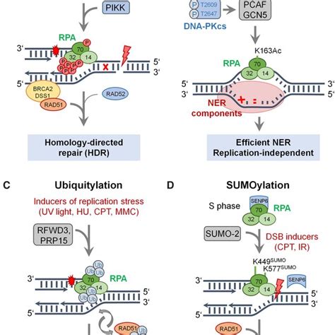 Rpa Modifications Coordinate Dna Repair Rpas Modifications Vary