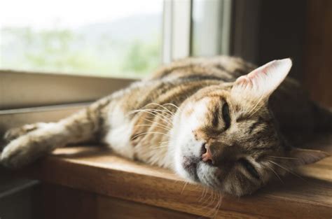 Premium Photo Lazy Cat Sleeping On The Wooden Desk