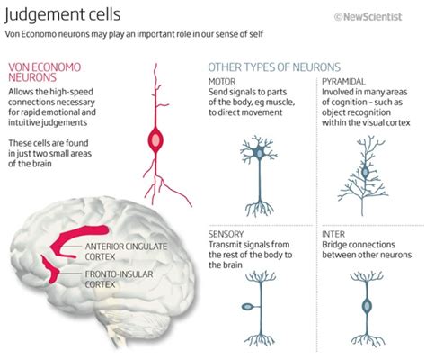 ¿son Unas Células Del Cerebro Las Que Nos Dan La Conciencia ~ El