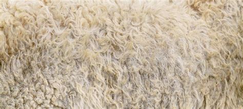 Sheep Wool Texture Golden Fleece Stock Photo Image Of Lamb Sheep