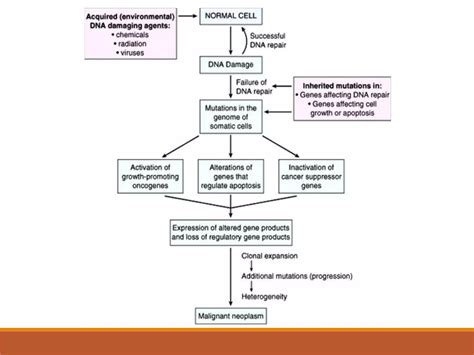 Cancer Etiology Classification And Pathophysiology Pptx