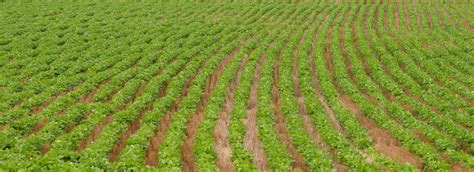 Influences On Fertilizer Cost