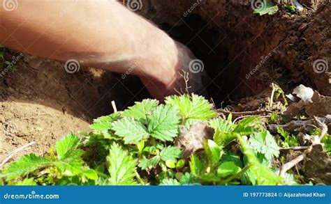 Soil Digging Iron Tools For Farmers Working In Agricultural Fields Stock Footage Video Of