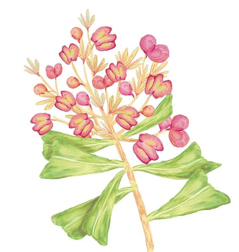 Belle Mitchell 🍃 Something Different For Today A Facebook