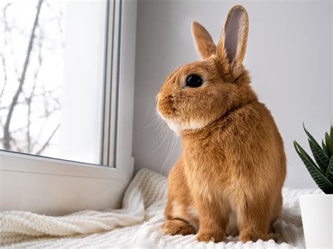 Do Rabbits Hibernate 6 Tips To Keep Them Warm Ukpets