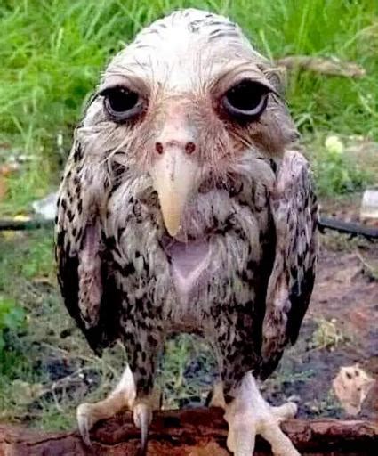 Wet Owl Memes For When Youve Simply Had Enough