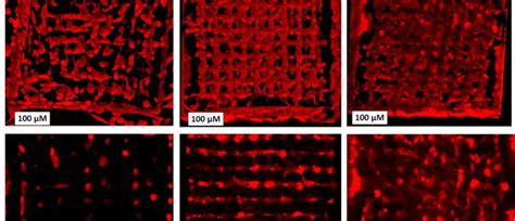 Bioprinting At High Resolution 3d Printing Accurate And Customizable Models Regmednet