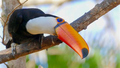 Definitive Guide To Toco Toucan Facts Habitat Conservation Status