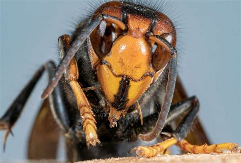 What Does An Asian Hornet Look Like And Where Do You Report Sightings