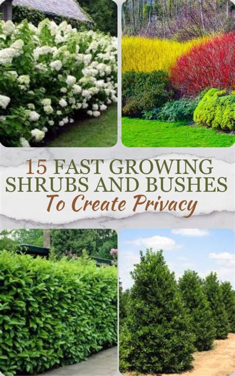 15 Fast Growing Shrubs And Bushes To Create Privacy In Your Backyard