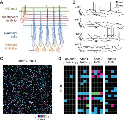 Figures And Data In A Transformation From Temporal To Ensemble Coding In A Model Of Piriform
