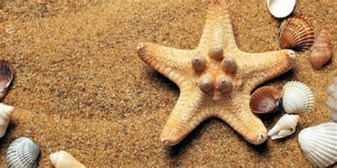 Bivalve Life Cycle Longevity Letter