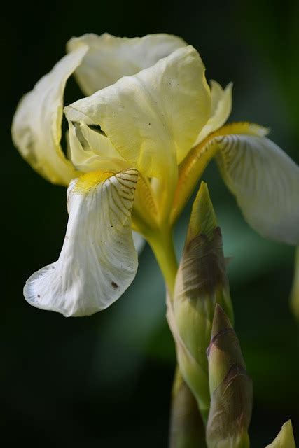 Iris Amarillo Mayo Foto Gratis En Pixabay Pixabay