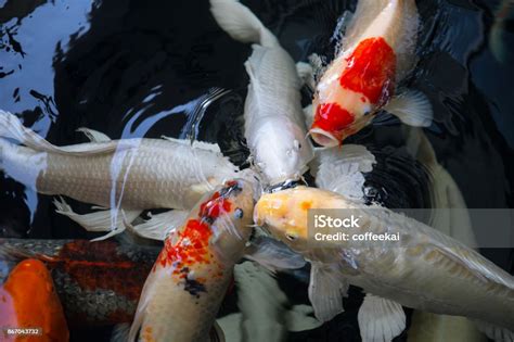 화려한 멋진 잉어 물고기 또는 Koi 연못에 있는 물고기의 그룹 개체 그룹에 대한 스톡 사진 및 기타 이미지 개체 그룹 금색 노랑 Istock