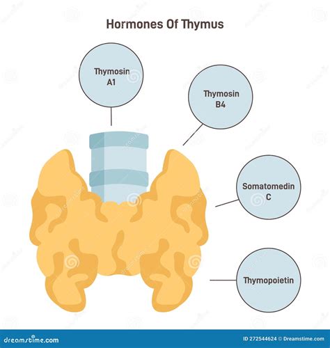 Thymus Hormones Endocrine System Organ Producing Hormones Stock Vector Illustration Of