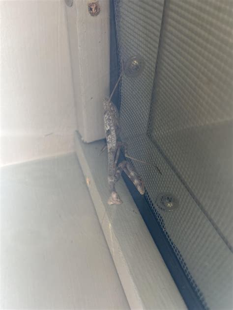 Is She Pregnant Rprayingmantis