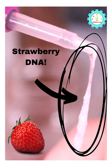 DNA Extraction Lab Extracting DNA From Strawberries And Other Fruit