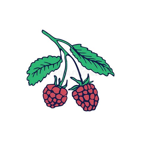 Raspberry Bush Drawing Stock Illustrations 385 Raspberry Bush Drawing Stock Illustrations