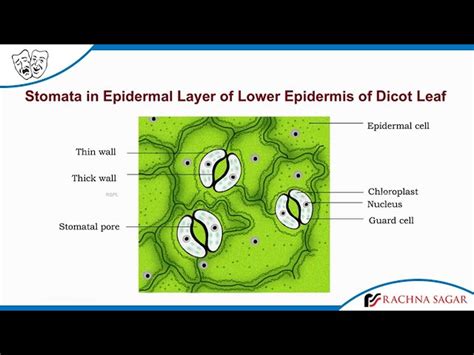 Blatt Epidermis Stomata The Membrane Transport System Of Stomata