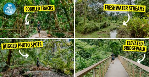 Windsor Nature Park Quiet Marshland Near Macritchie Treetop