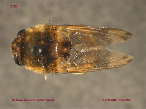 Oestridae