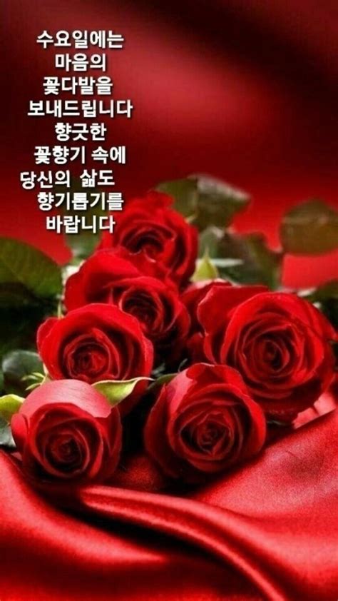 🐶🐶💯💯💯💯💯수요일엔 빨간장미 가득한날🌹🌹🌹😆😊 캐시피드