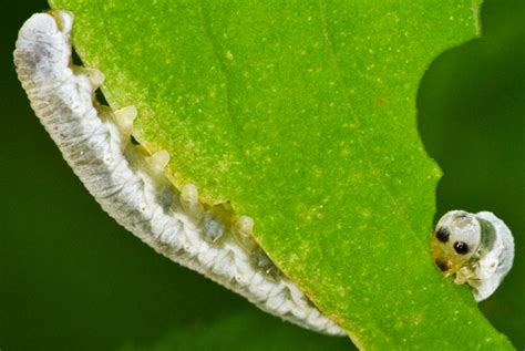 Catepillar Aglaostigma Semiluteum Bugguide Net