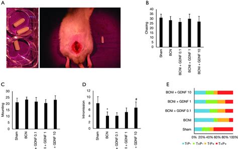 Influence Of Local Continuous GDNF Release On Sexual Behavior A Download Scientific Diagram