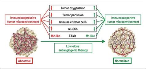 Vascular Normalization As An Emerging Strategy To Enhance Cancer