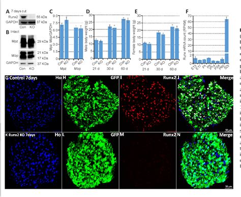 Figure 3 From Runx2 Regulates Peripheral Nerve Regeneration To Promote