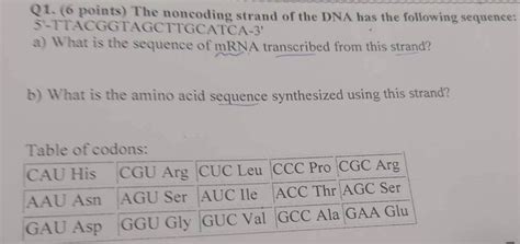 Solved Q Points The Noncoding Strand Of The DNA Has Chegg