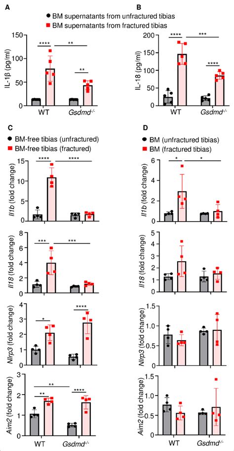 Loss Of Gsdmd Attenuated The Expression And Secretion Of Interleukin 1β