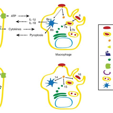 Pdf Type Iii Secretion System
