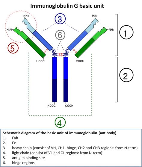 Immunoglobulin G Igg Structure Properties And Functions Overall Science
