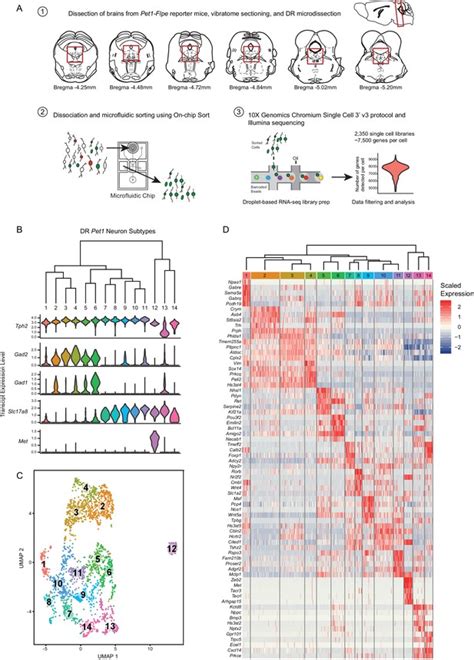 Figures And Data In A Single Cell Transcriptomic And Anatomic Atlas Of