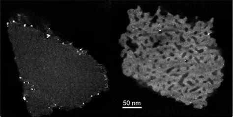 Representative Cross Section Slices From Stem Tomogram Of Ruac Left