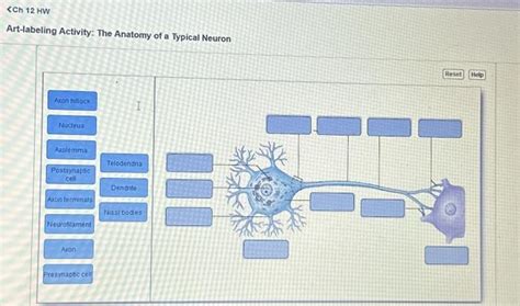 Solved Art Labeling Activity The Anatomy Of A Typical