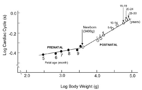 Double Logarithmic Plot Of The Duration Of Each Cardiac Cycle S As Download Scientific