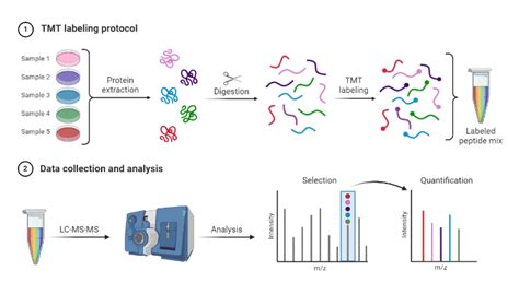Tmt Labeling Protocol Biorender Science Templates