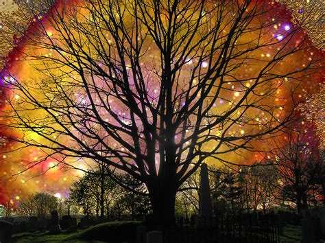 배경 화면 햇빛 경치 대조 화려한 포토샵 어두운 꽃들 밤 자연 애정 하늘 유령 같은 별 바닷가 분기 카메라 저녁 아침 장미 꽃 여름