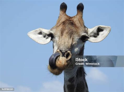 크루거 국립공원의 낮에 햇빛 아래에서 혀를 내밀고 있는 기린의 머리 갈색에 대한 스톡 사진 및 기타 이미지 갈색 귀 부분 귀여운 Istock