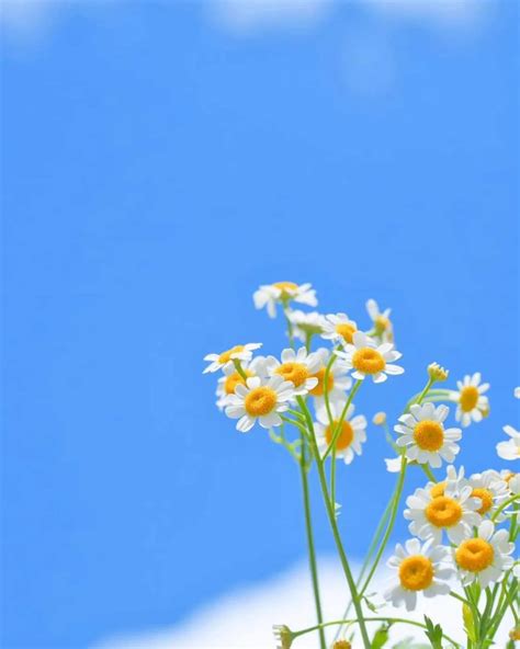 วอลเปเปอร์ ฮิลใจ 🌼🌼 แกลเลอรีที่โพสต์โดย Saris C˚🧸 Lemon8