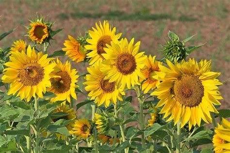 꽃 해바라기 노란색 Pixabay의 무료 사진 해바라기 밭 사진 해바라기 해바라기 밭