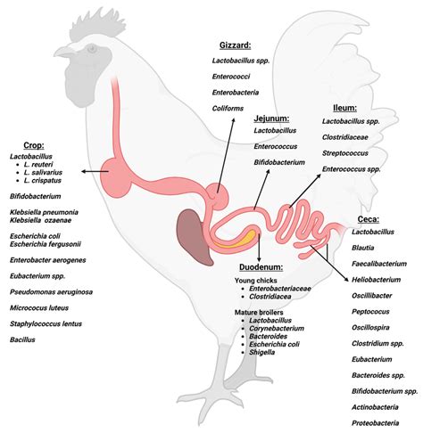 Major Bacterial Communities Along The Gastrointestinal Tract Of Download Scientific Diagram