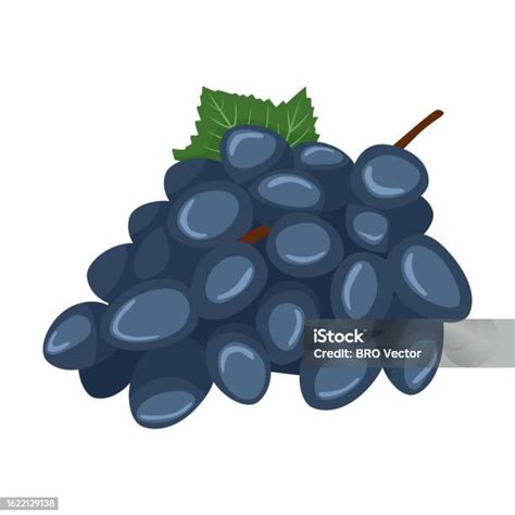 와인 저장고 내부 요소 벡터 그림입니다 하얀 배경에 고립된 잘 익은 포도 다발의 만화 그림 알코올 개념 다발에 대한 스톡 벡터 아트 및 기타 이미지 Istock