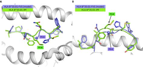 Figure Supplement 1 Structural Overlay Of Hla B 35 01 Ipf Structure