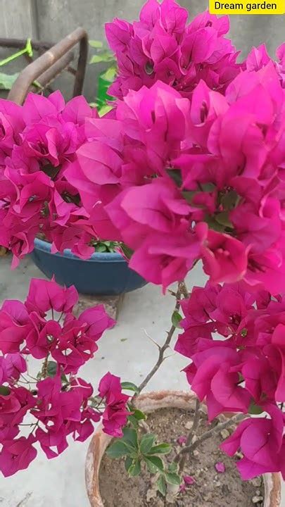 কাগজ ফুলগাছে গাছ ভর্তি ফুল পেতে মেনে চলুন এই 4টি টিপস্ Bougainvillea Plant Care Tips